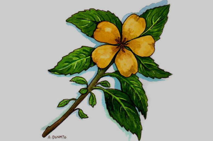 What's Damiana good for?! – Witches Kava